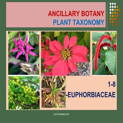 Euphorbiaceae Family Ppt Important Characters Of Acanthaceae,