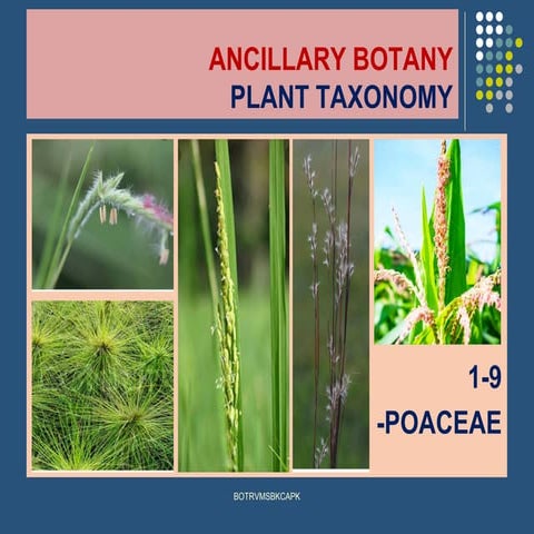 Family Poaceae | PDF