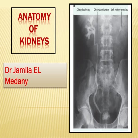 1- Anatomy of kidneys .pdf