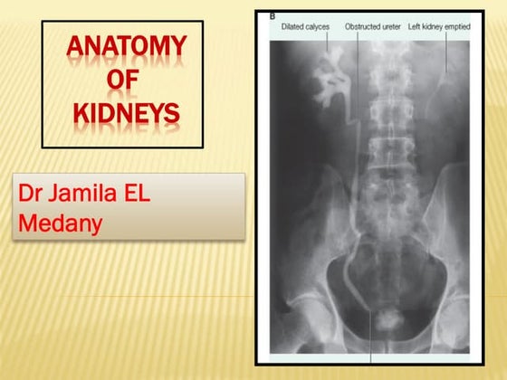 kidney anatomy ppt.pptx | Chemistry | Science