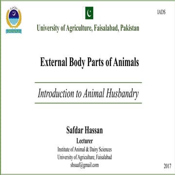 External anatomy of a cattle.docx