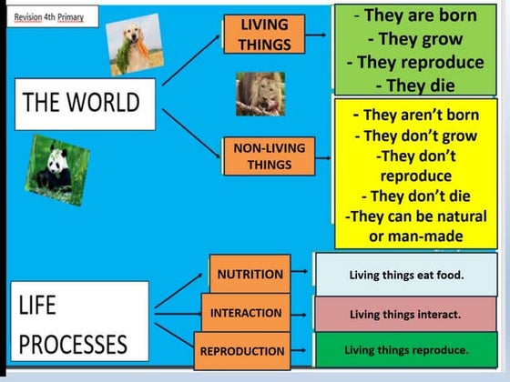 VERTEBRATES ANIMALS FOR GRADE . POWER POINT | PPT