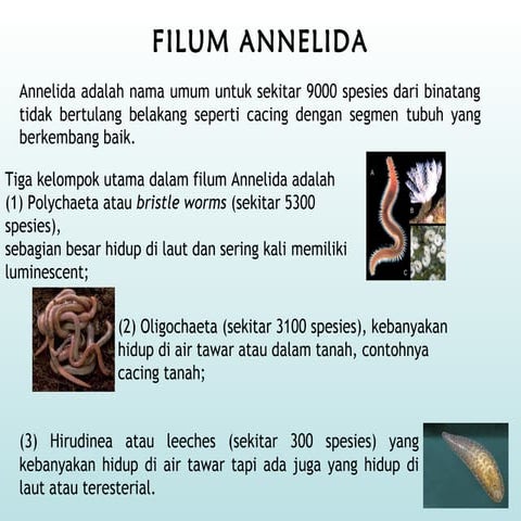 1 annelida | PPT