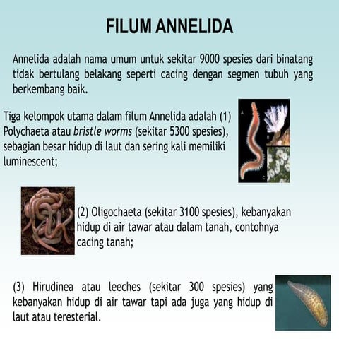 1-Annelida.ppt