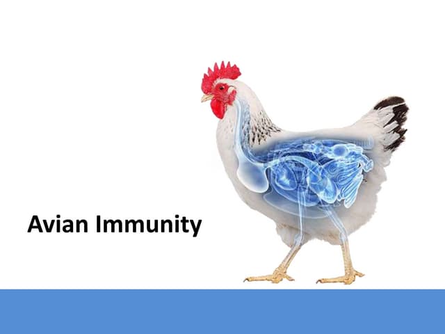 Poultry immune system by dr abdelaziz | PDF
