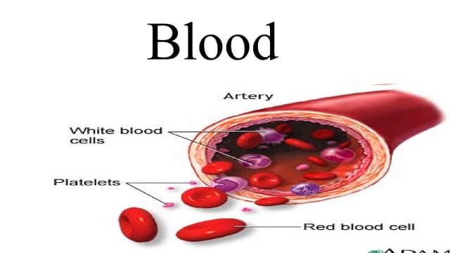 Histology: Blood | PPT | Blood Disorders | Diseases and Conditions