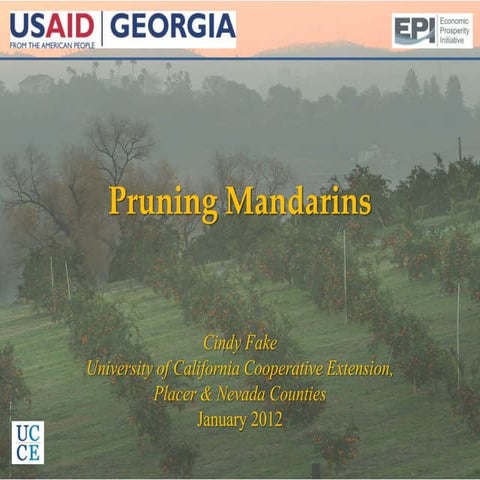 1 citrus pruning | PPTX