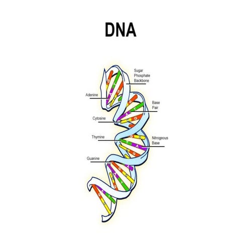 Notes on DNA and DNA structure