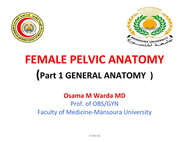 1 Female Pelvic Anatomy Warda Part 1 Ppt