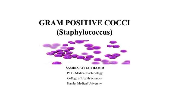 Gram positive bacteria | PPT