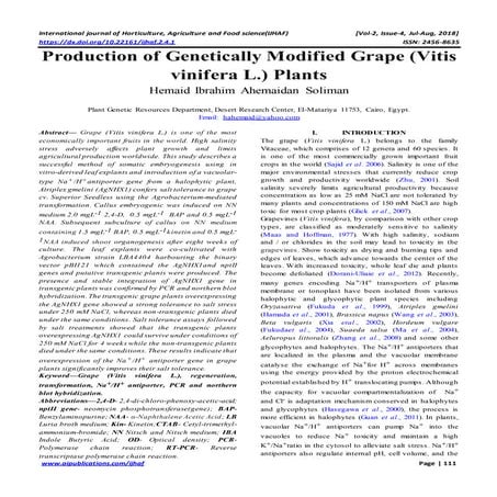 Production of Genetically Modified Grape (Vitis vinifera L.) Plants | PDF
