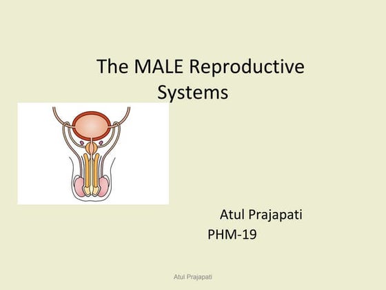 Ducts & glands of male reproductive system PART 2 | PPTX