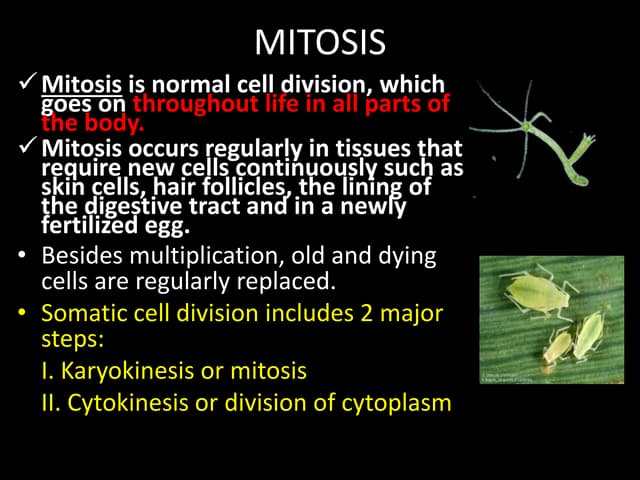 Mitosis | PPT