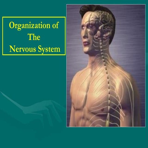Introduction to the nervous system | PPTX