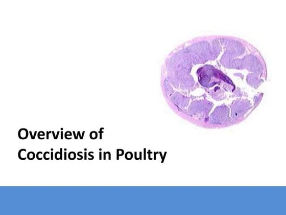 Coccidiosis in poultry | PPTX | Digestive Disorders | Diseases and ...