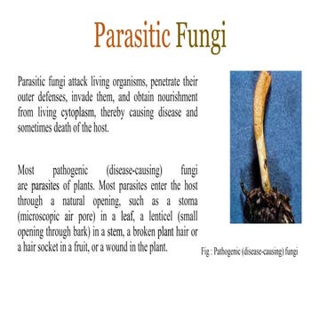 Nutritional mode of Fungi / Parasitic fungi | PPTX
