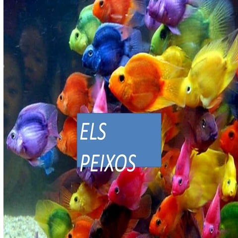 1 peixos | PPT