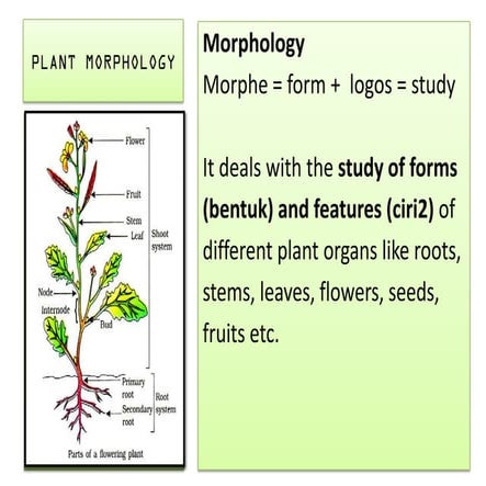 1. plant morphology introduce | PPTX