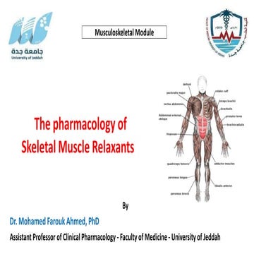 1- Skeletal Muscle Relaxants. They are divided into two main groups ...