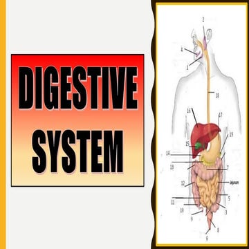 1-The-Human-Digestive-System.-8 digestive system | PDF