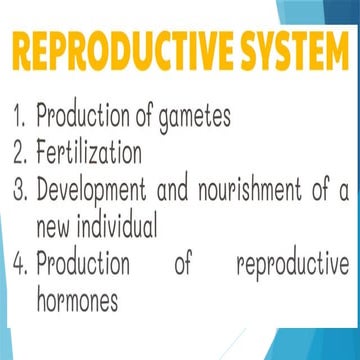 THIS IS The Male-Reproductive-System PPTX | PPTX