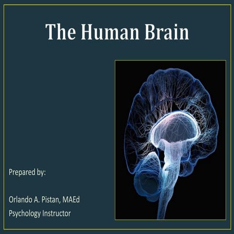 The Human Brain | PPTX