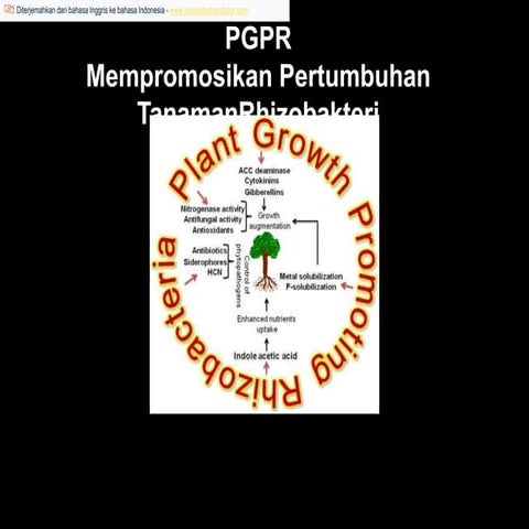 BIOTEKNOLOGI TANAH tentang PGPR ilmu tanah | PPT