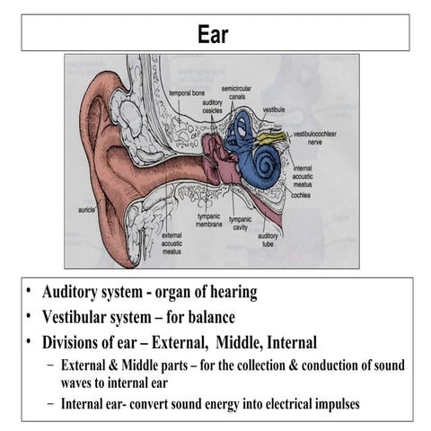 Anatomy of inner ear