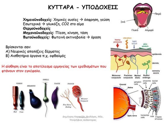 Μάθημα: Βιολογία. Α' Λυκείου. 1ο Κεφ.-Σημειώσεις σχολικού βιβλίου | PPT