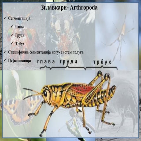 10. Zglavkari | PPTX