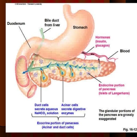 Pathology of Upper GIT