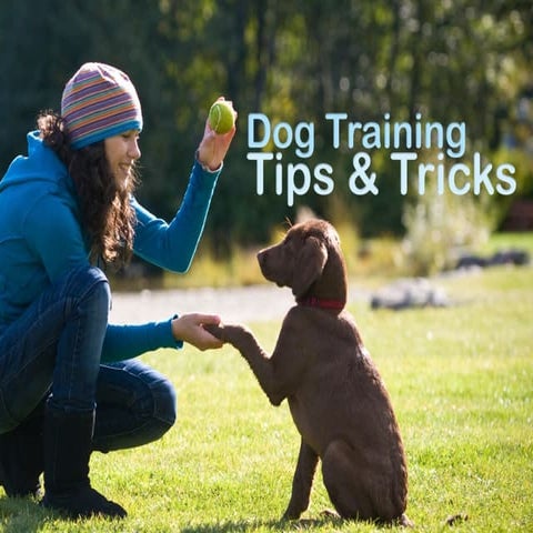 Dog Training Tips and Tricks | PPT