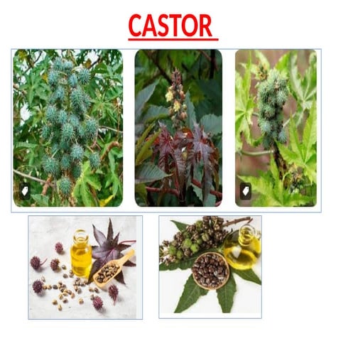 10.Castor.pptx castor disease and manage | PPTX