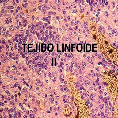 CD HISTOLOGÍA TEJIDO LINFOIDE PDF UDELAR | PDF