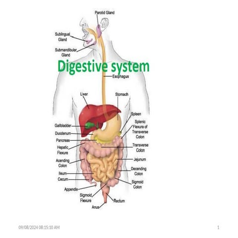 10-Digestive System.pptxjjiuuyttrewdddxffyuuhhhbbjjkoiiiu6gghjkhgfff | PPTX