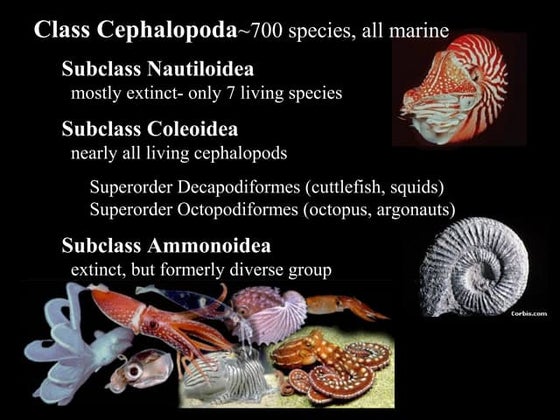 Classification of brachiopoda | PDF | Geology | Science