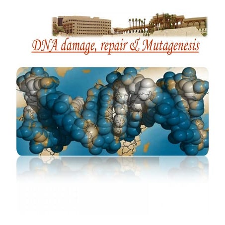 The damage of dna with Mutagen and Mutagenesis.pdf
