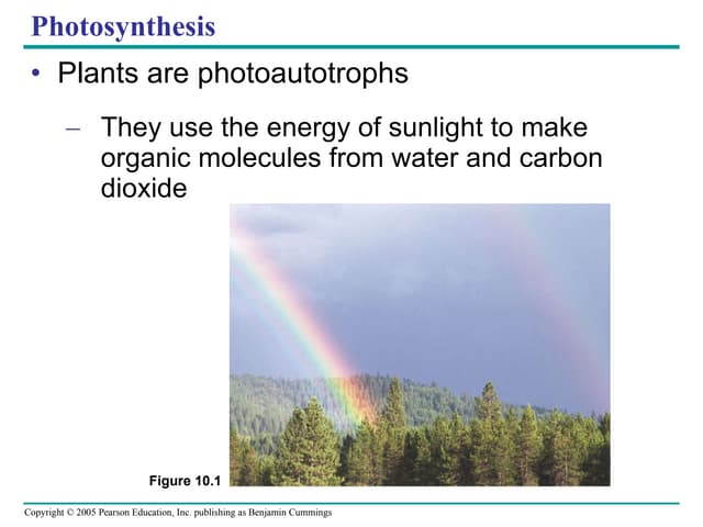 Photosynthesis light dependent reactions | PPTX