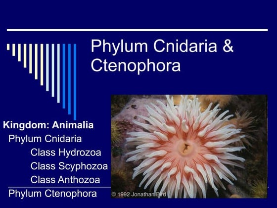 Ppt The Characteristics Of Phylum Cnidaria Powerpoint Top 10