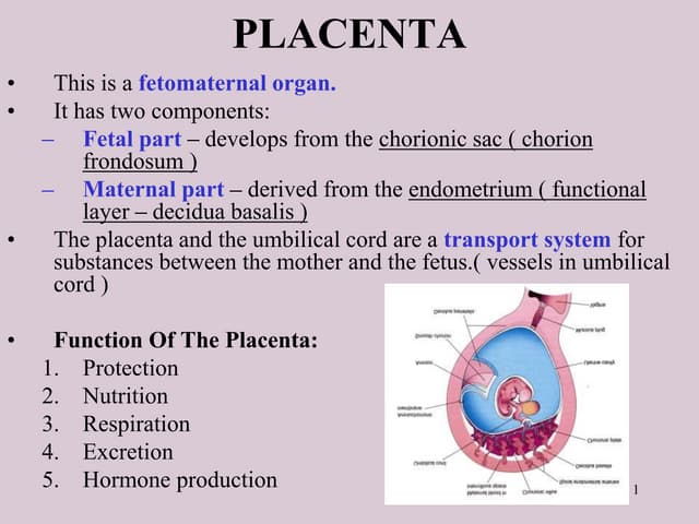 Placental anatomy and its functions | PPTX