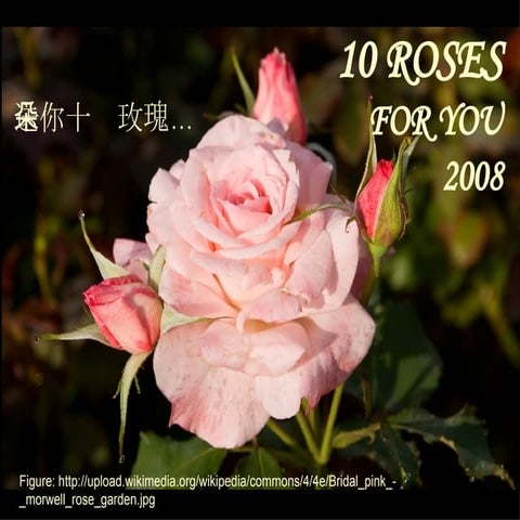 10 Roses For You 2008 | PPT