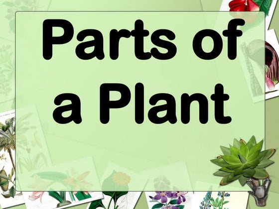 Topic: Parts of a plant for the 4th grades | PPTX