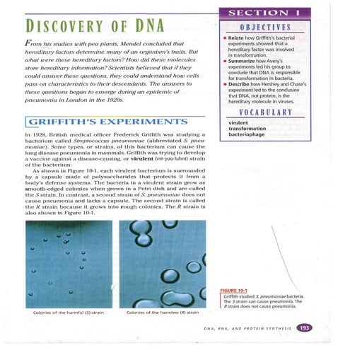 Chapter 10: DNA | PDF