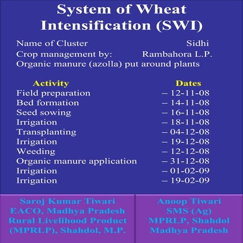 1028 System of Wheat Intensification (SWI) | PPT