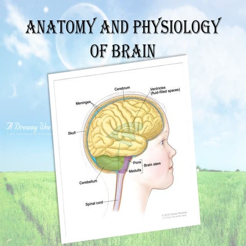 103036211-Brain-Anatomy.pptx Jitendra bhargav SlideShare com | PPT