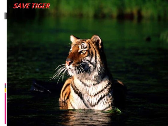 HAPPY INTERNATIONAL TIGERS DAY Best presentation prepared by Rishabh | PPT