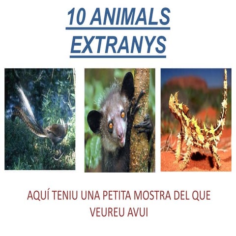 10 animals extranys | PPT
