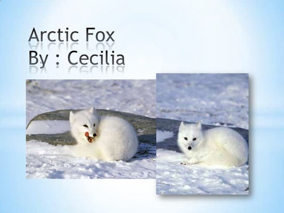 All about the Arctic Fox | PPTX | Polar Travel | Travel Locations