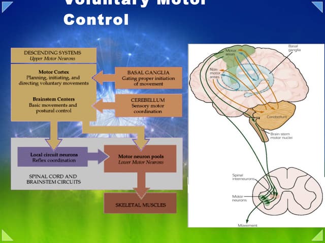 Reflex and Voluntary Control of Movement