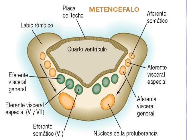 METENCÉFALO Y CEREBELO